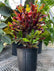 Shop Our Croton Mammy Red | Eureka Farms