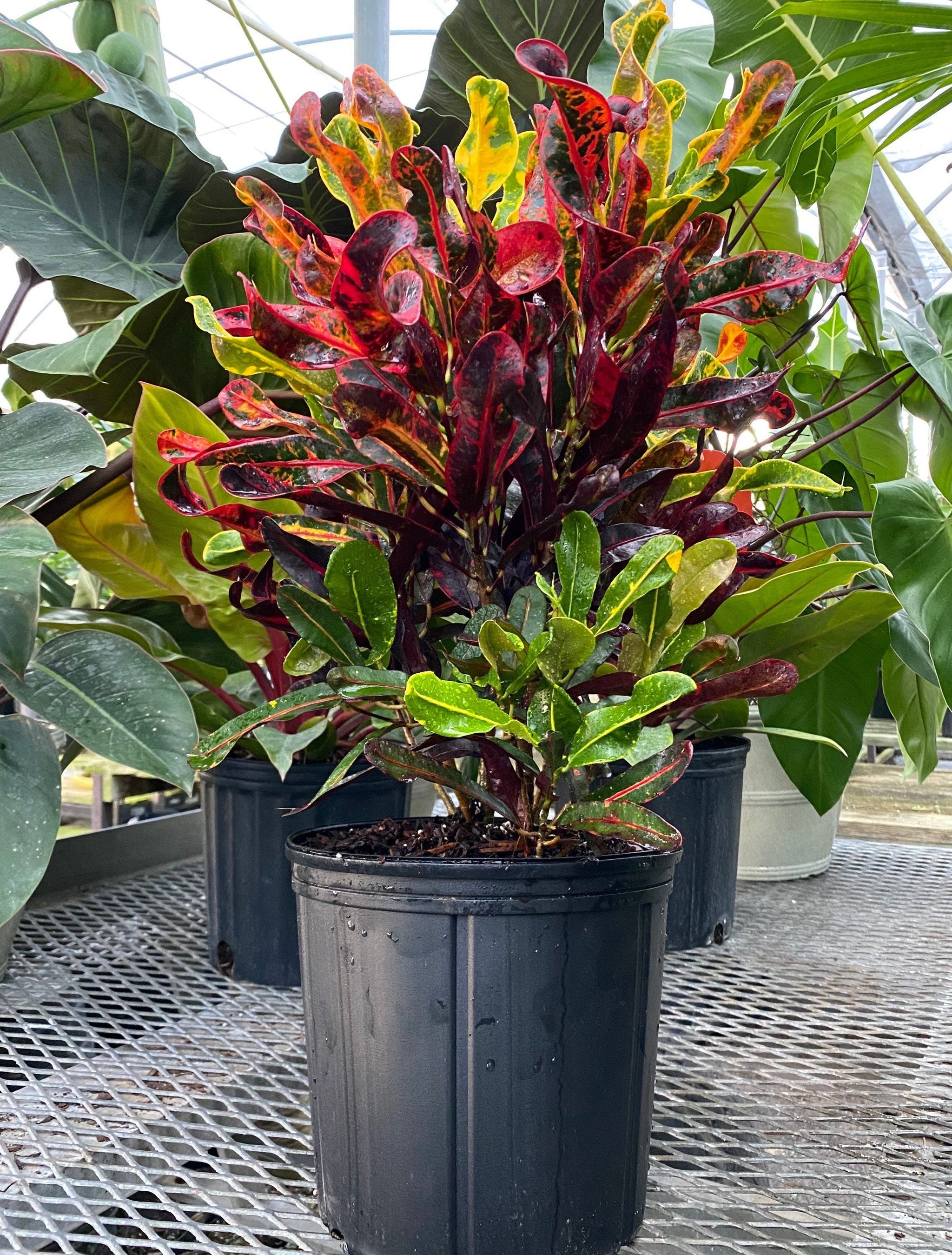 Croton Mammy Red, Mammey Live Tropical Plant Indoor or Outdoor – Eureka ...