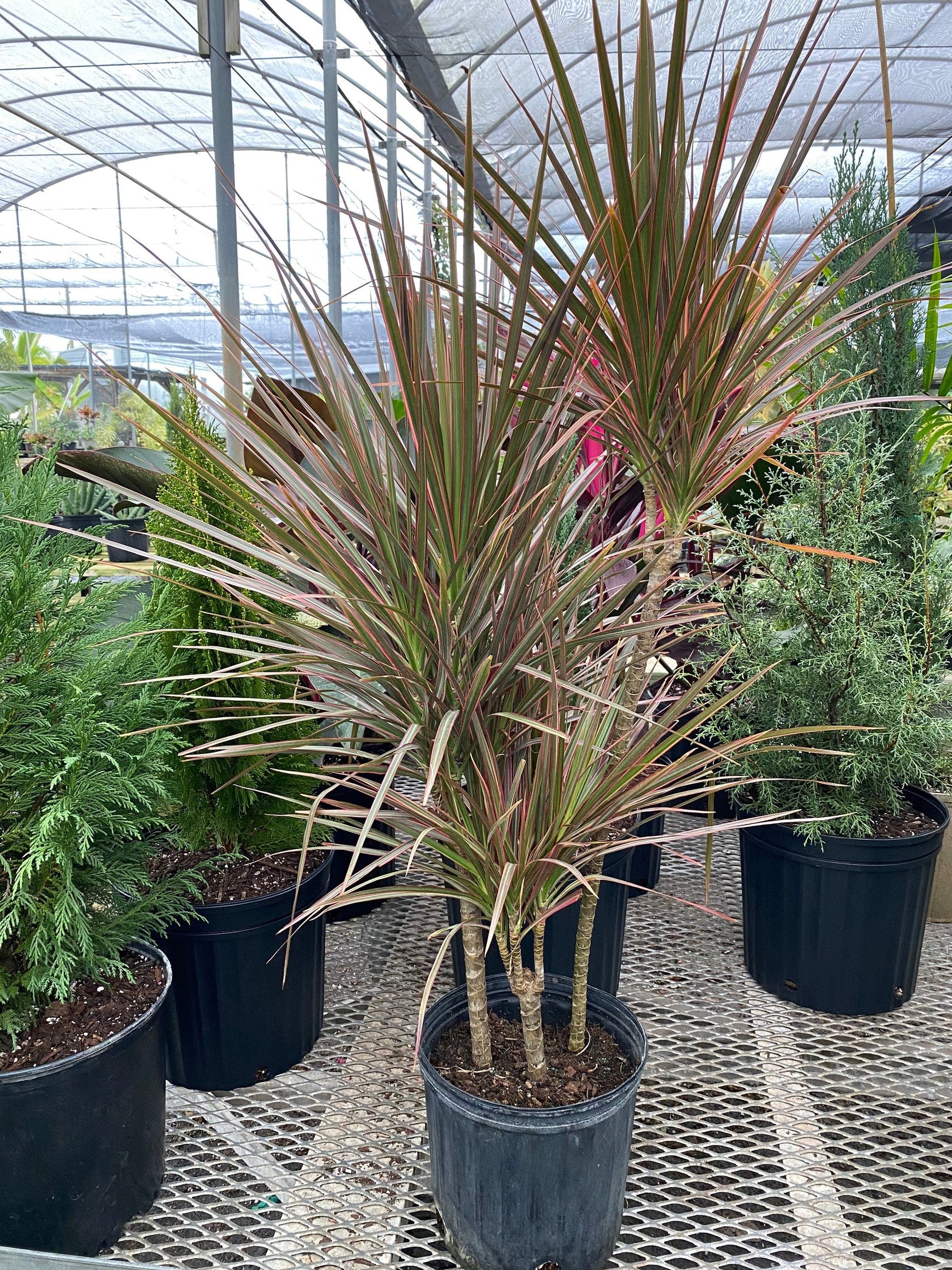 Dracaena Dragon Tree Bicolor, Tree Form – Eureka Farms