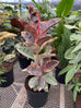 Explore the Collection of Ficus Ruby Bush | Eureka Farms