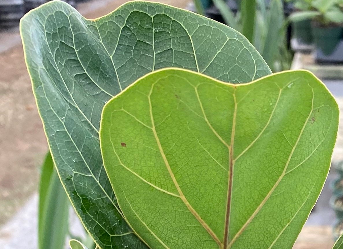 Ficus Bambino Tree Form Single, Fiddle Leaf Fig Tree – Eureka Farms