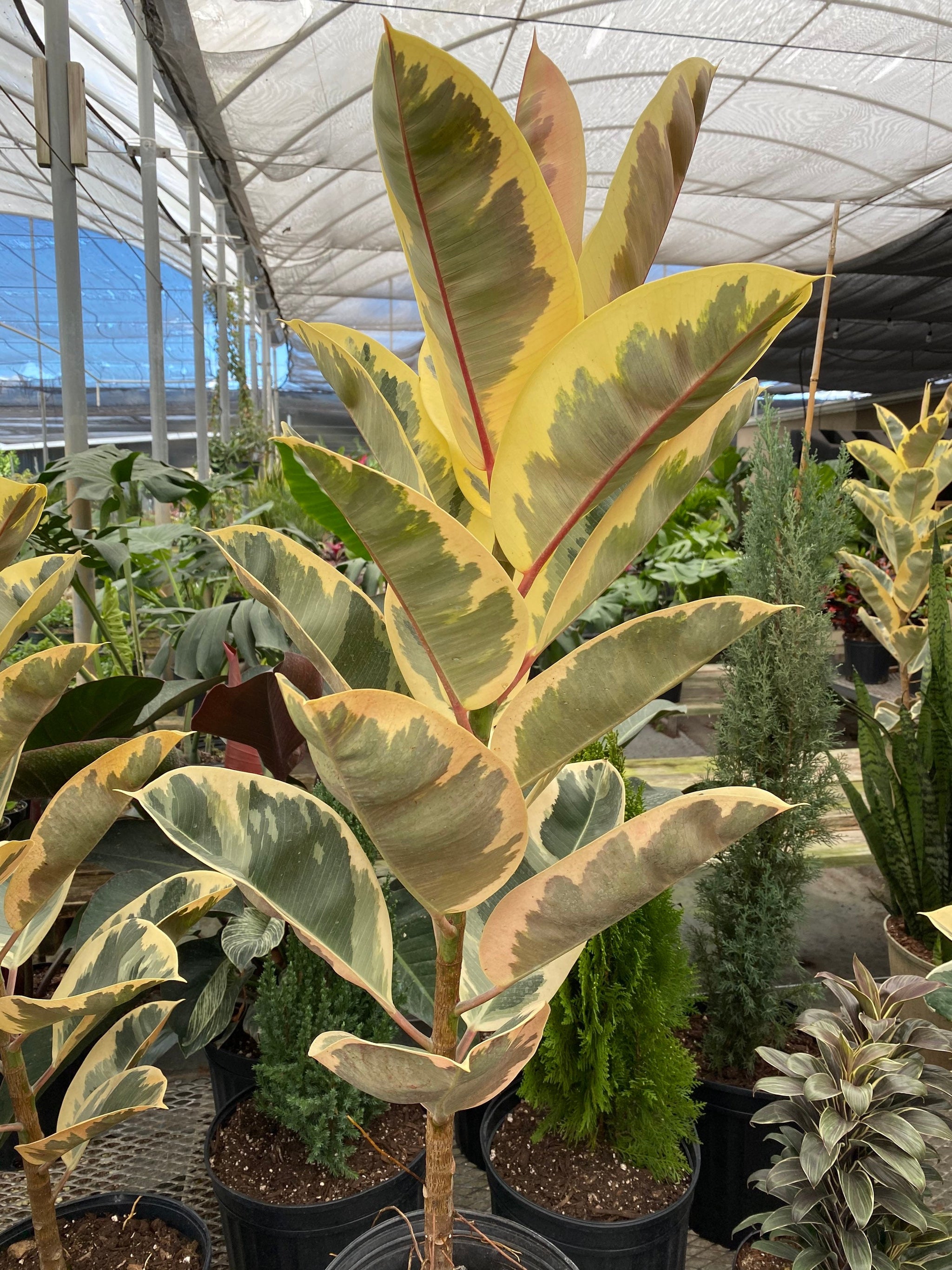 Ficus Tineke Tree Form Single, Variegated Elastica Rubber Tree Decora ...