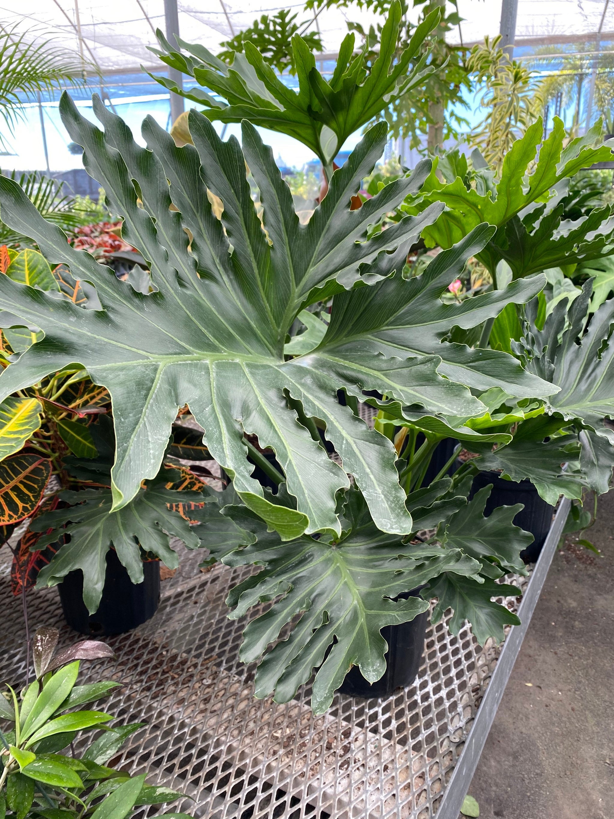 Philodendron Split Leaf Selloum, Live Plant, Indoor Air Purifier ...