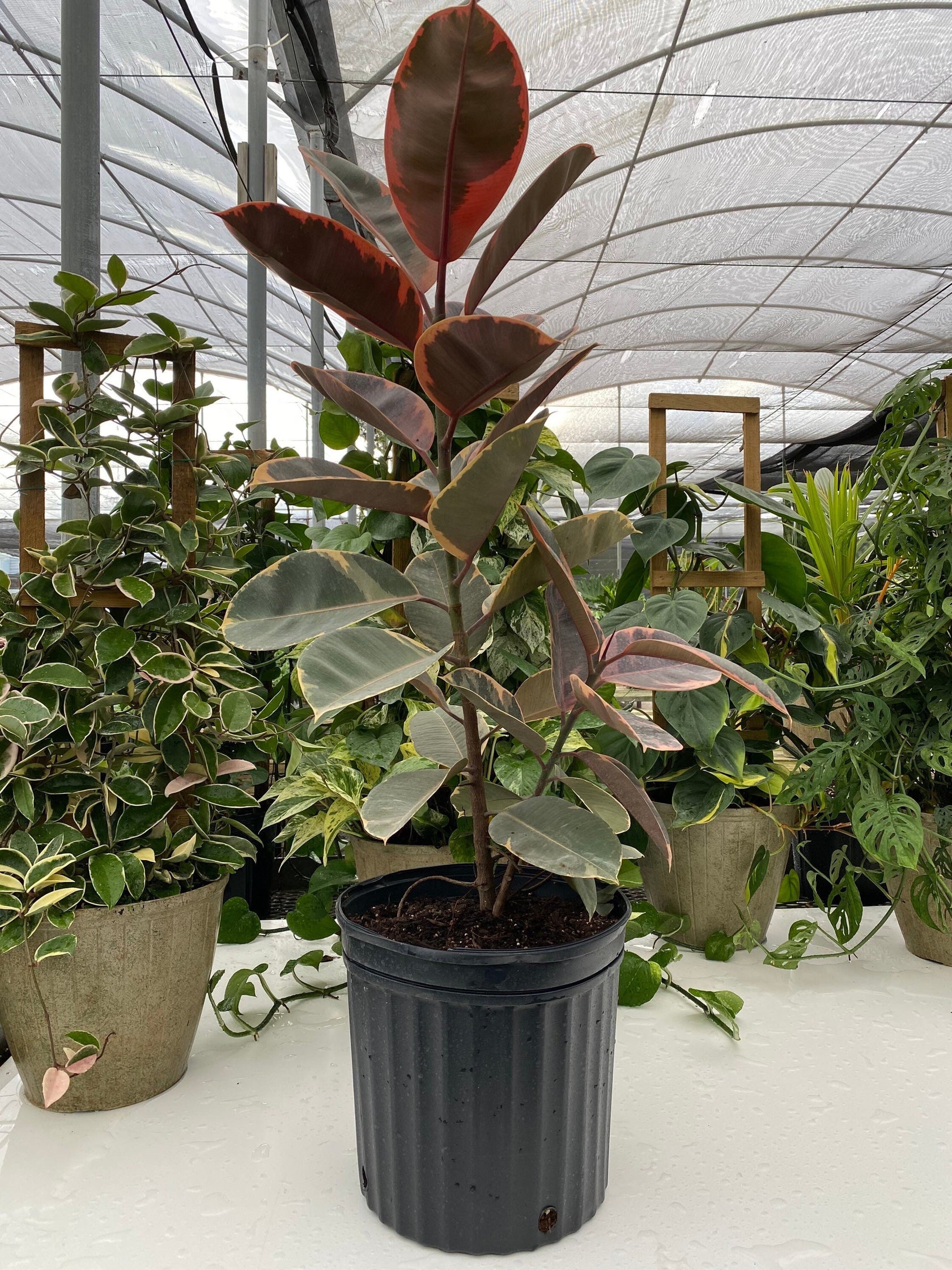 Ficus Ruby Bush, Rubber Tree Live Plant Indoor Air Purifier – Eureka Farms