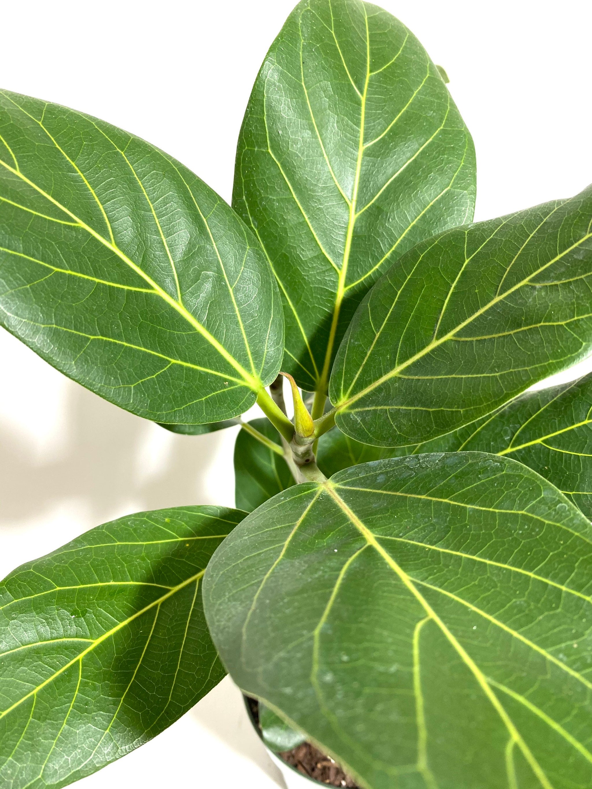 Ficus Audrey Bush Form, Ficus Benghalensisis Bengal Fig – Eureka Farms