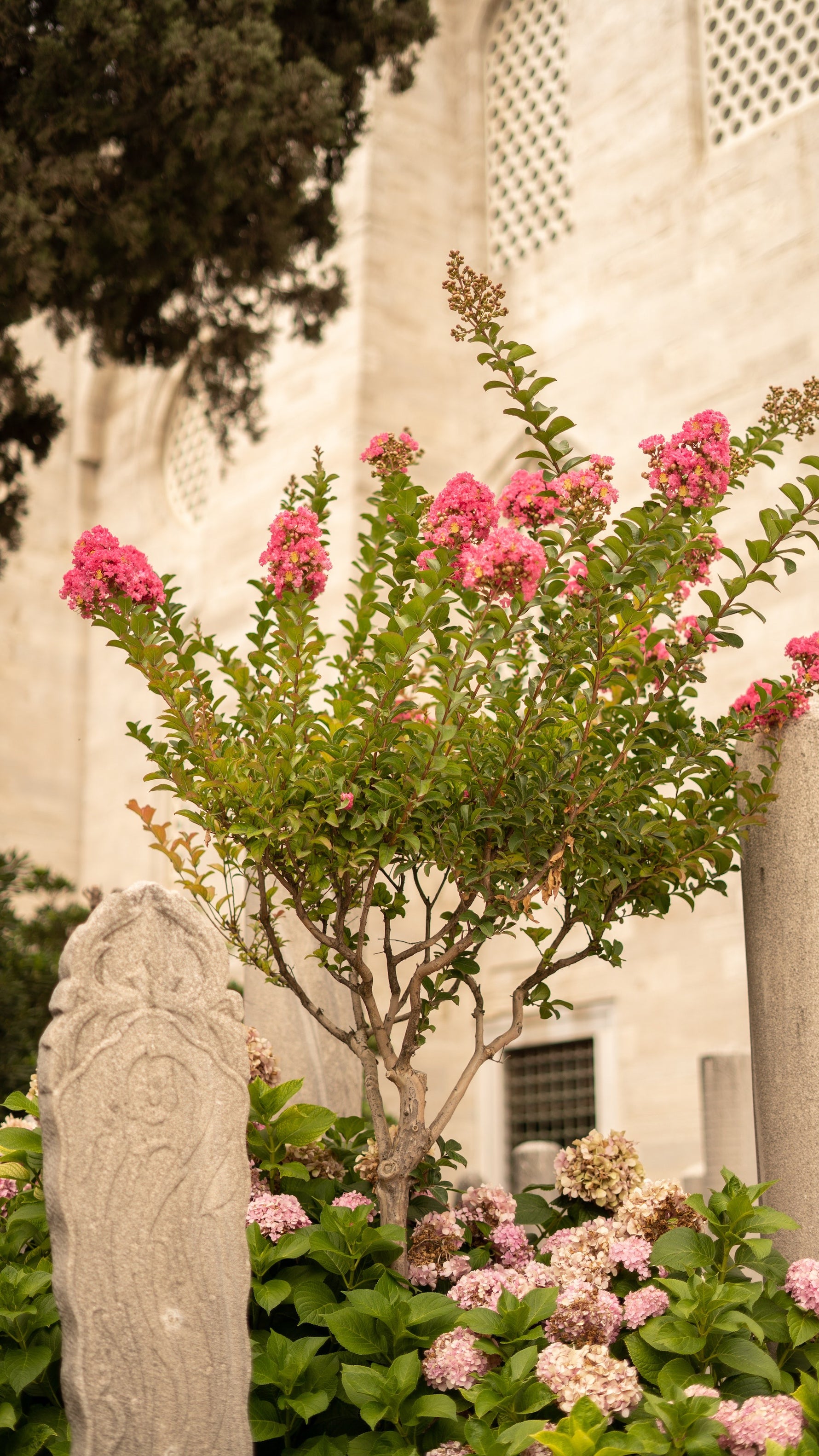 Buy Crape Myrtle Dynamite Tree Red | Eureka Farms