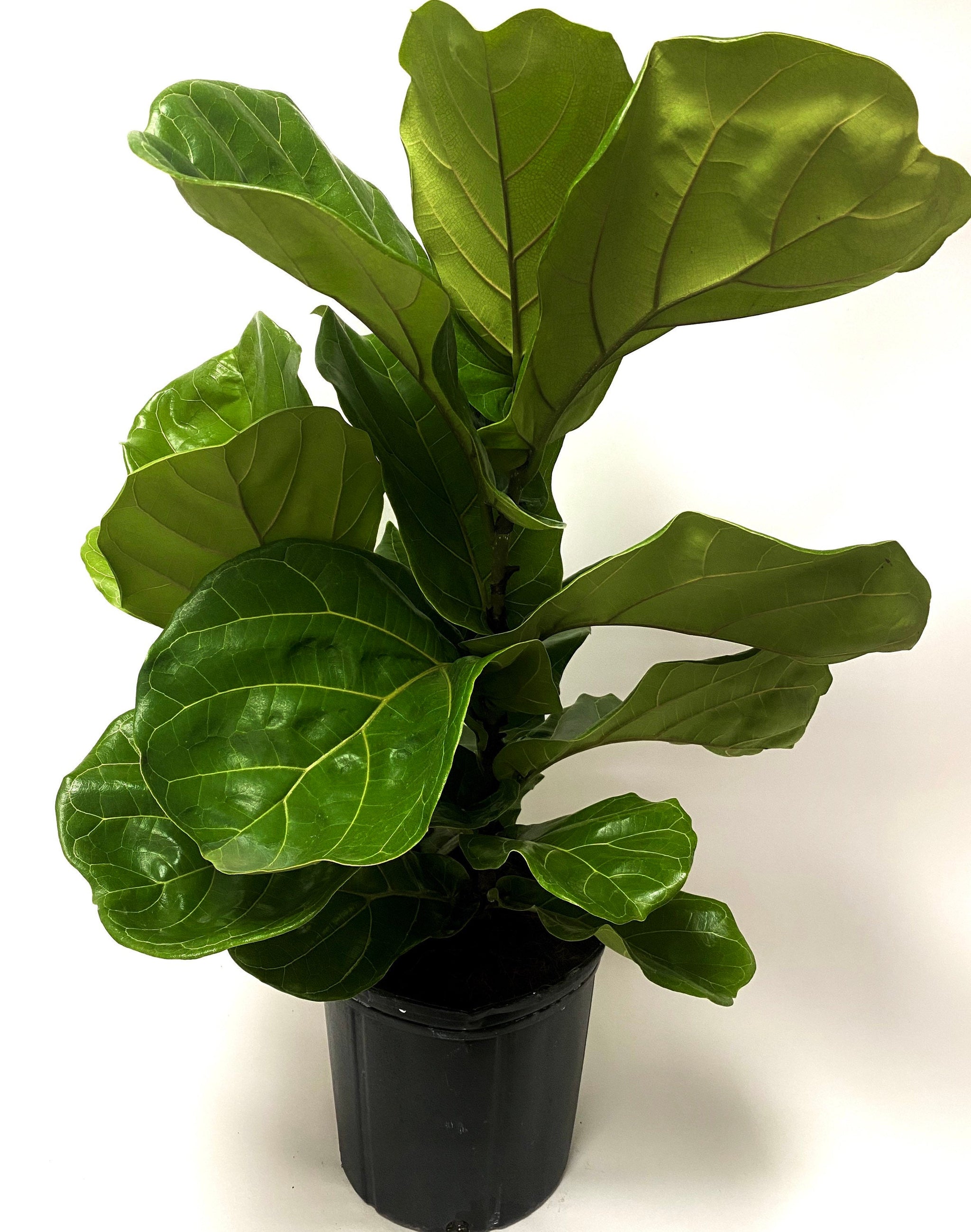 Ficus Lyrata Bush, Fiddle Leaf Fig Tree – Eureka Farms