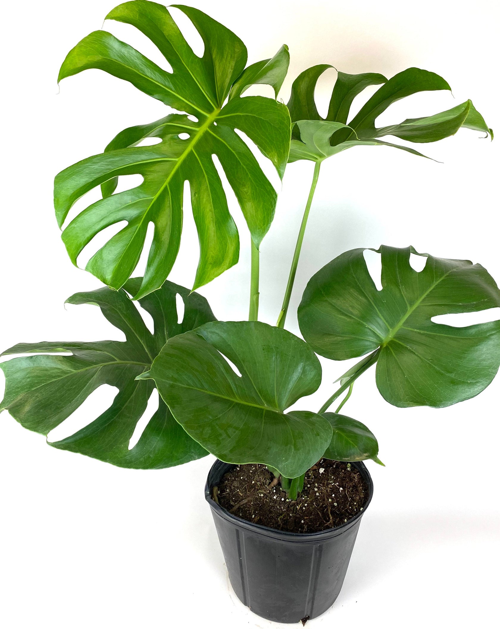 Monstera Deliciosa, Swiss Cheese – Eureka Farms