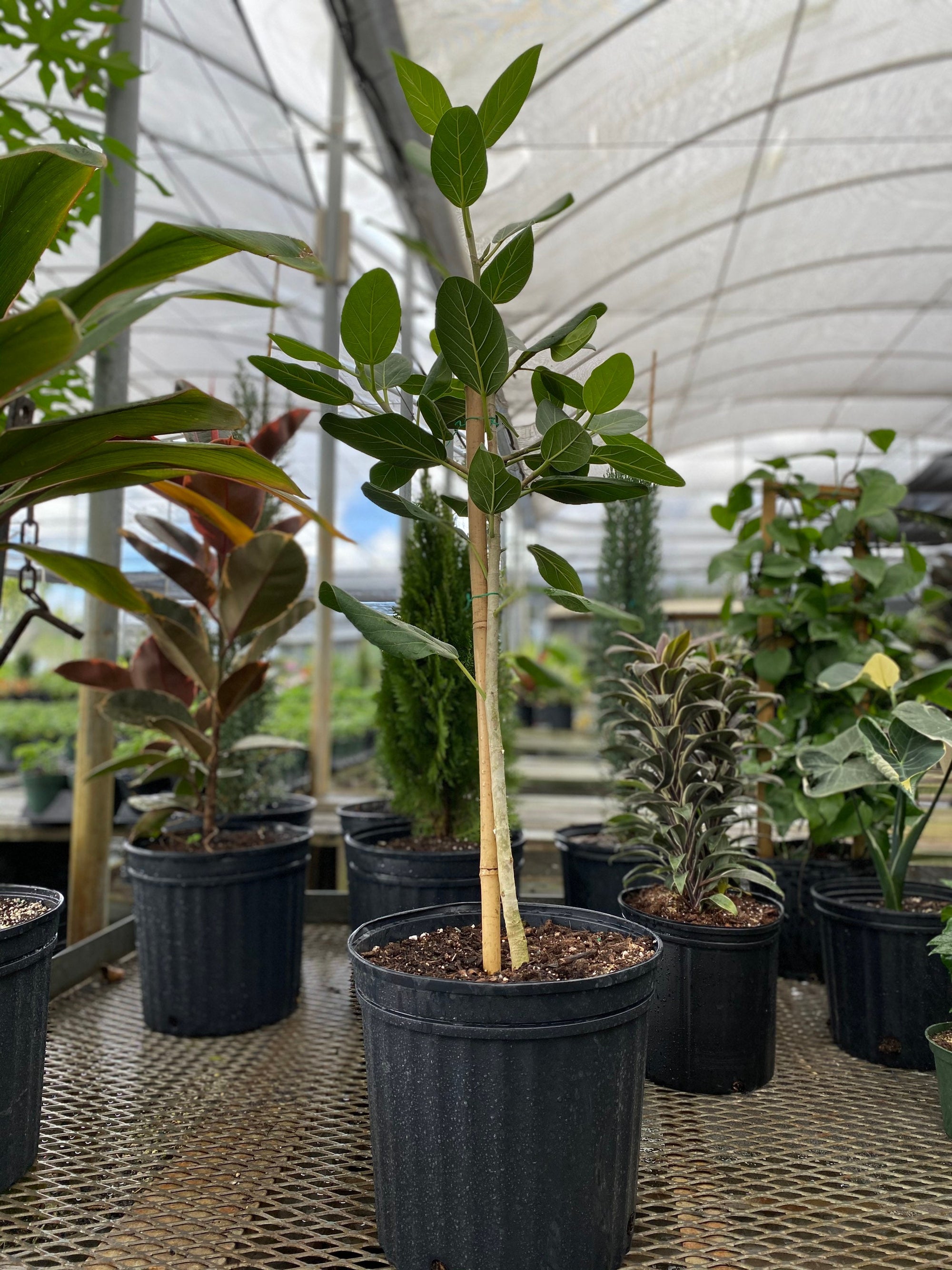 Shop Our Ficus Audrey Tree Form Single | Eureka Farms