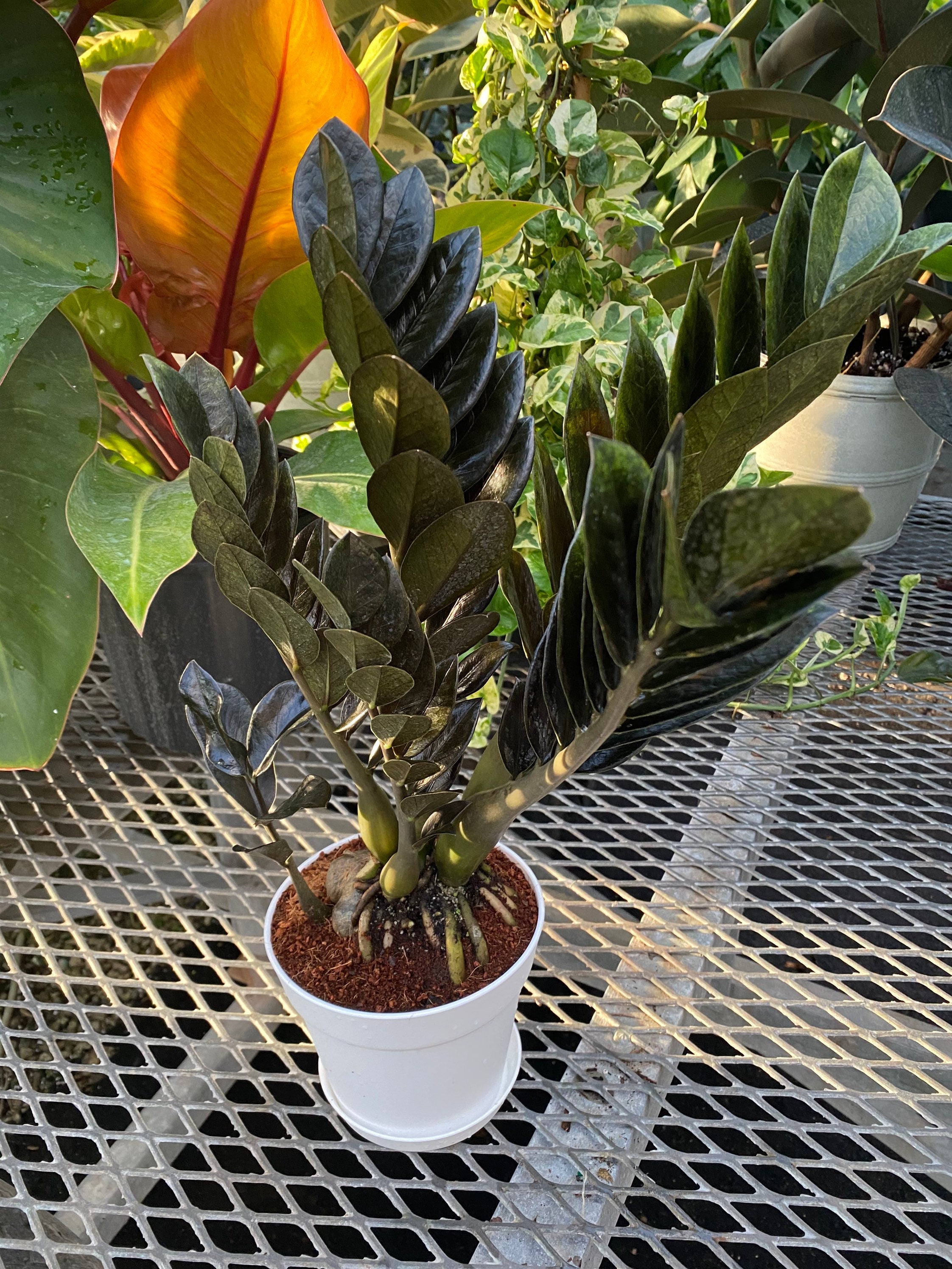 Premium Collection of ZZ Plant Black Raven | Eureka Farms