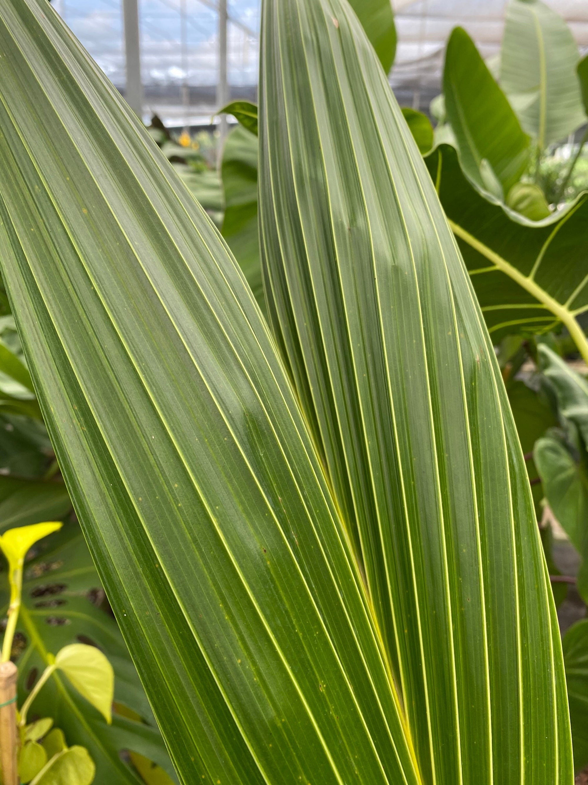 Explore Our Coconut Palm Tree | Eureka Farms