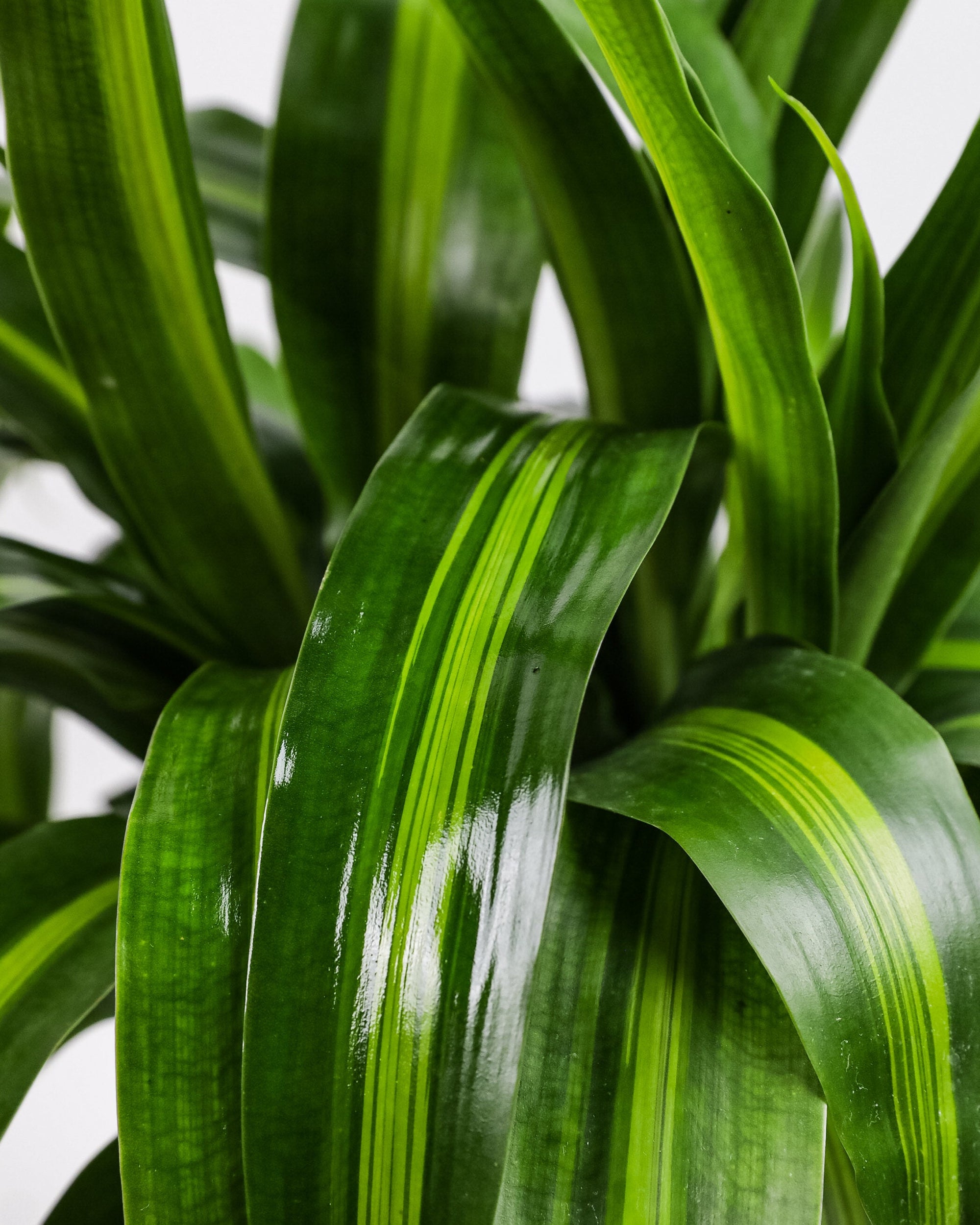 Explore Dracaena Hawaiian Sunshine | Eureka Farms