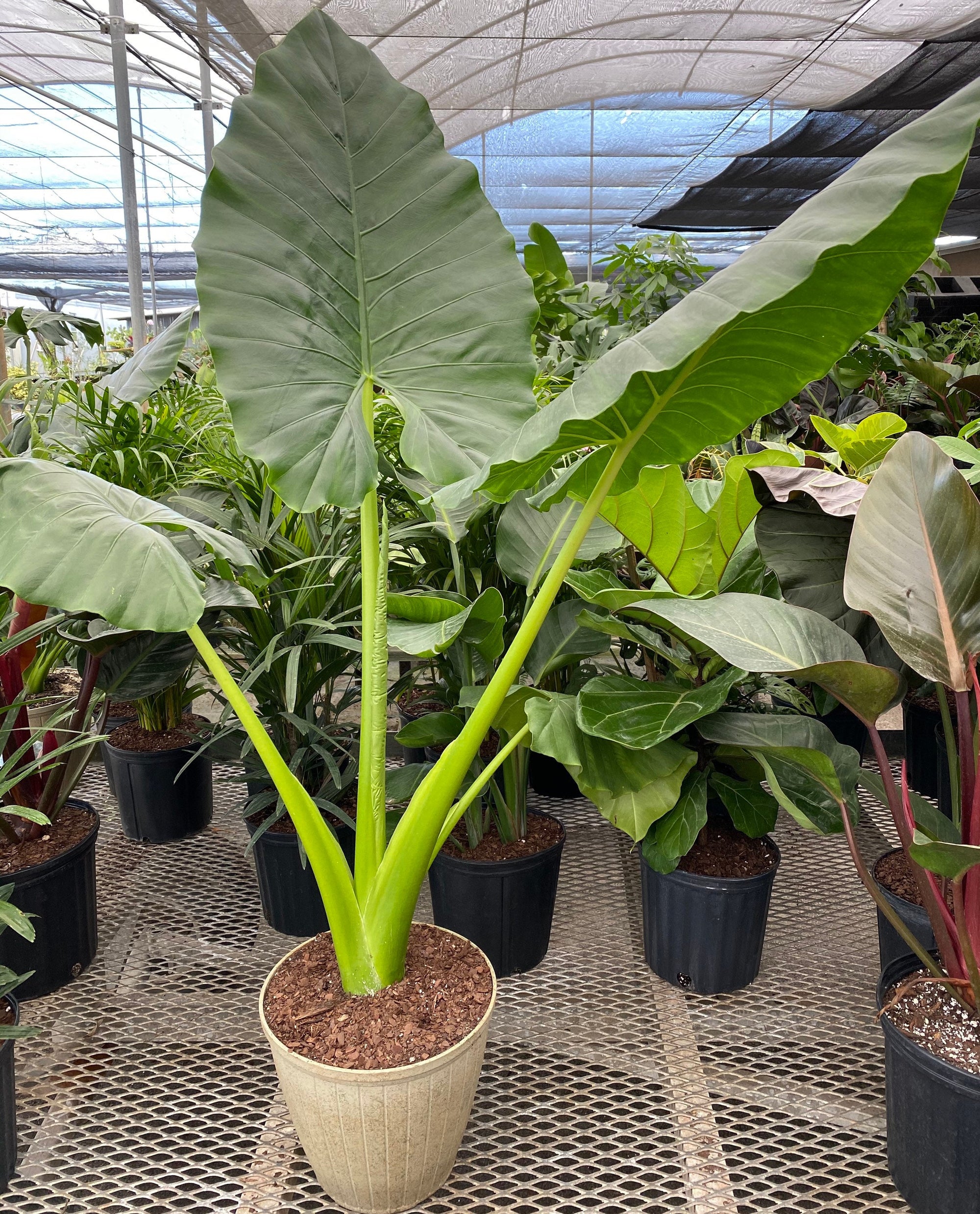 Alocasia Borneo Giant Elephant Ear | Eureka Farms