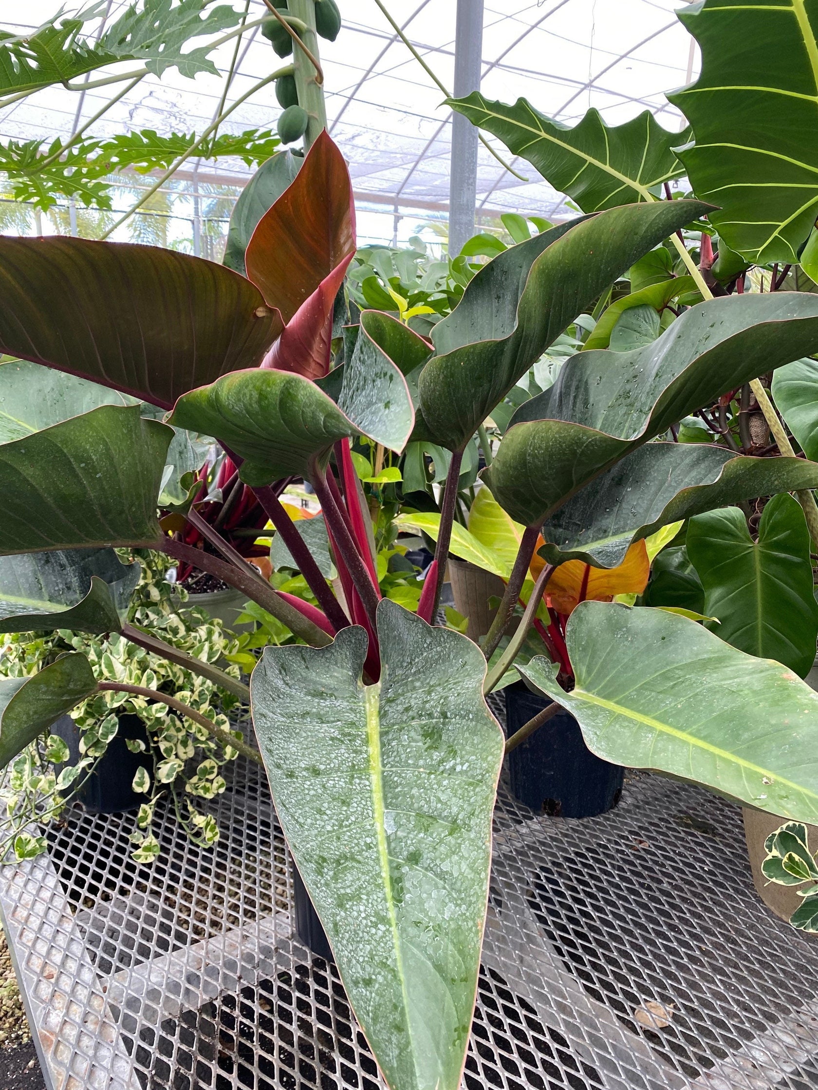 Philodendron Red Congo, Tropical Forest Plant – Eureka Farms
