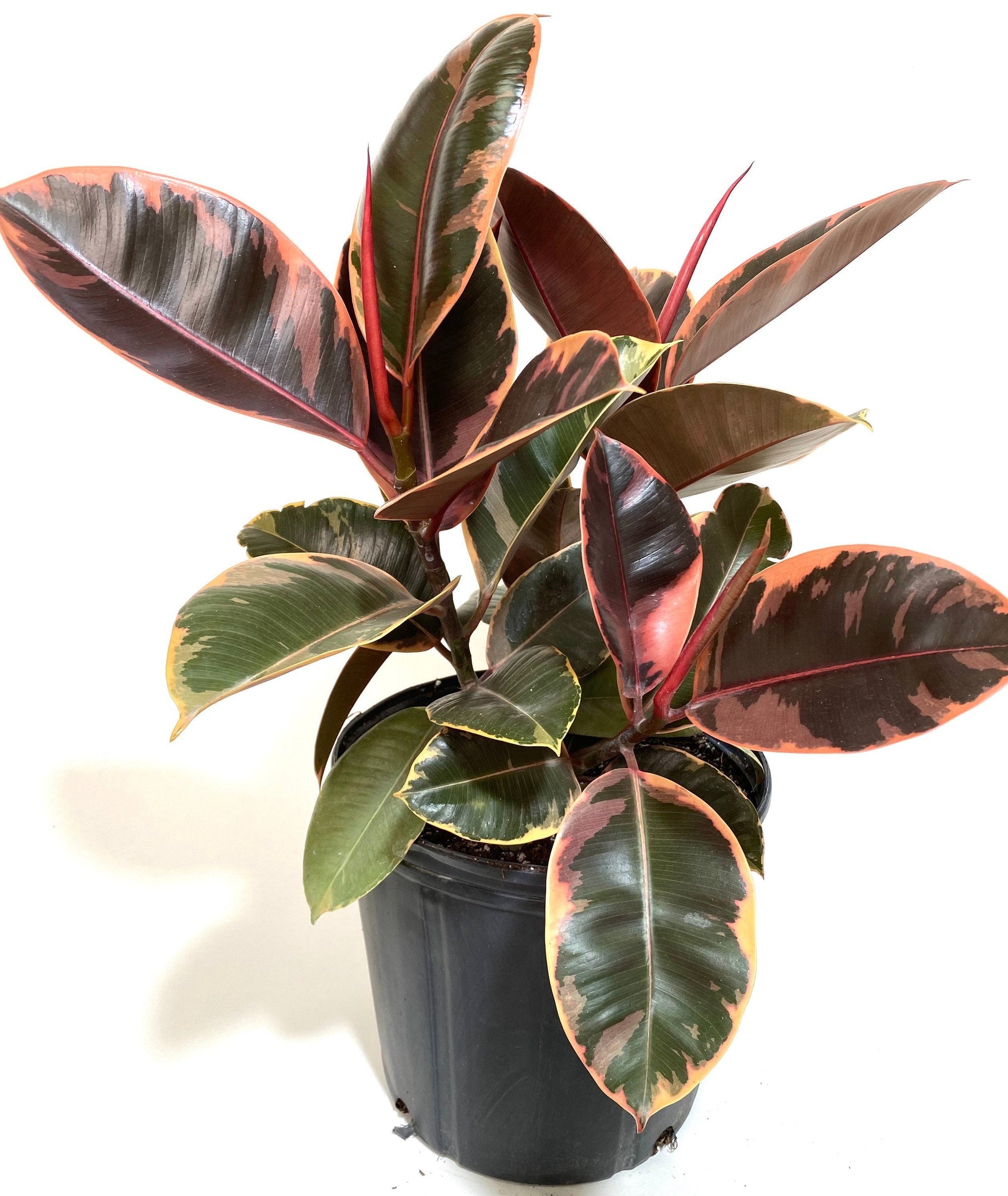 Explore the Collection of Ficus Ruby Bush | Eureka Farms