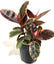 Explore the Collection of Ficus Ruby Bush | Eureka Farms