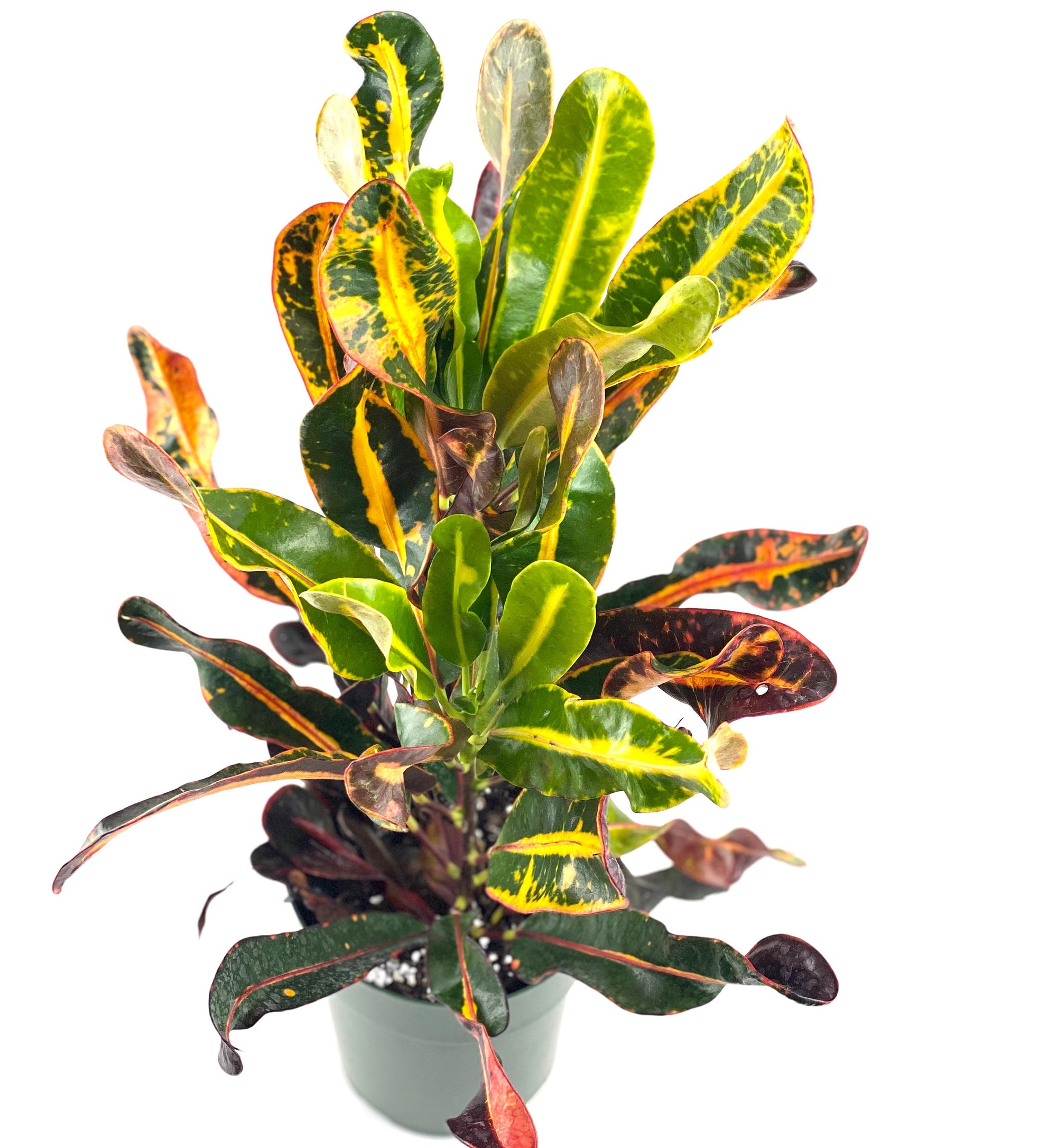 Shop Our Croton Mammy Red | Eureka Farms