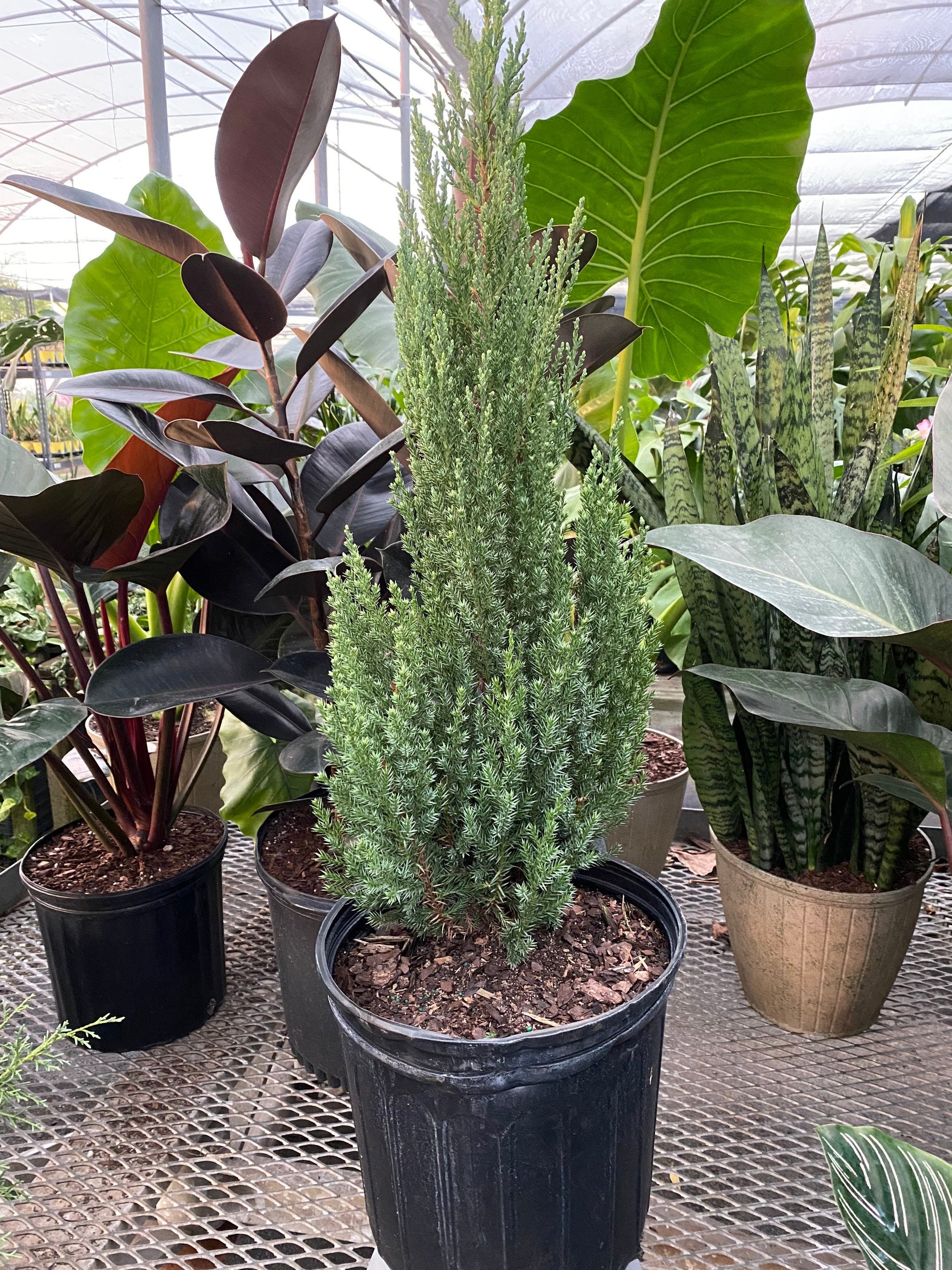 Blue Point Juniper, Christmas tree – Eureka Farms