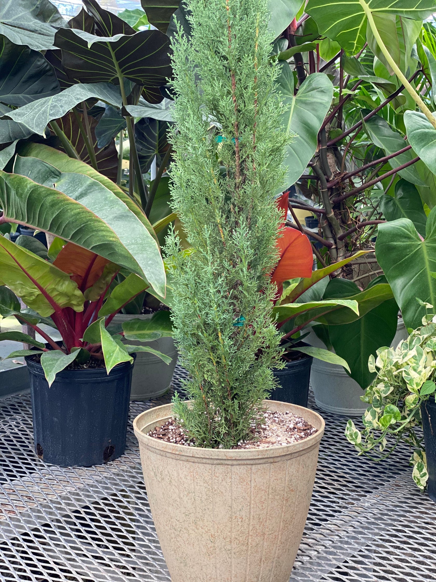 Italian Cypress, Mediterranean Cypress – Eureka Farms
