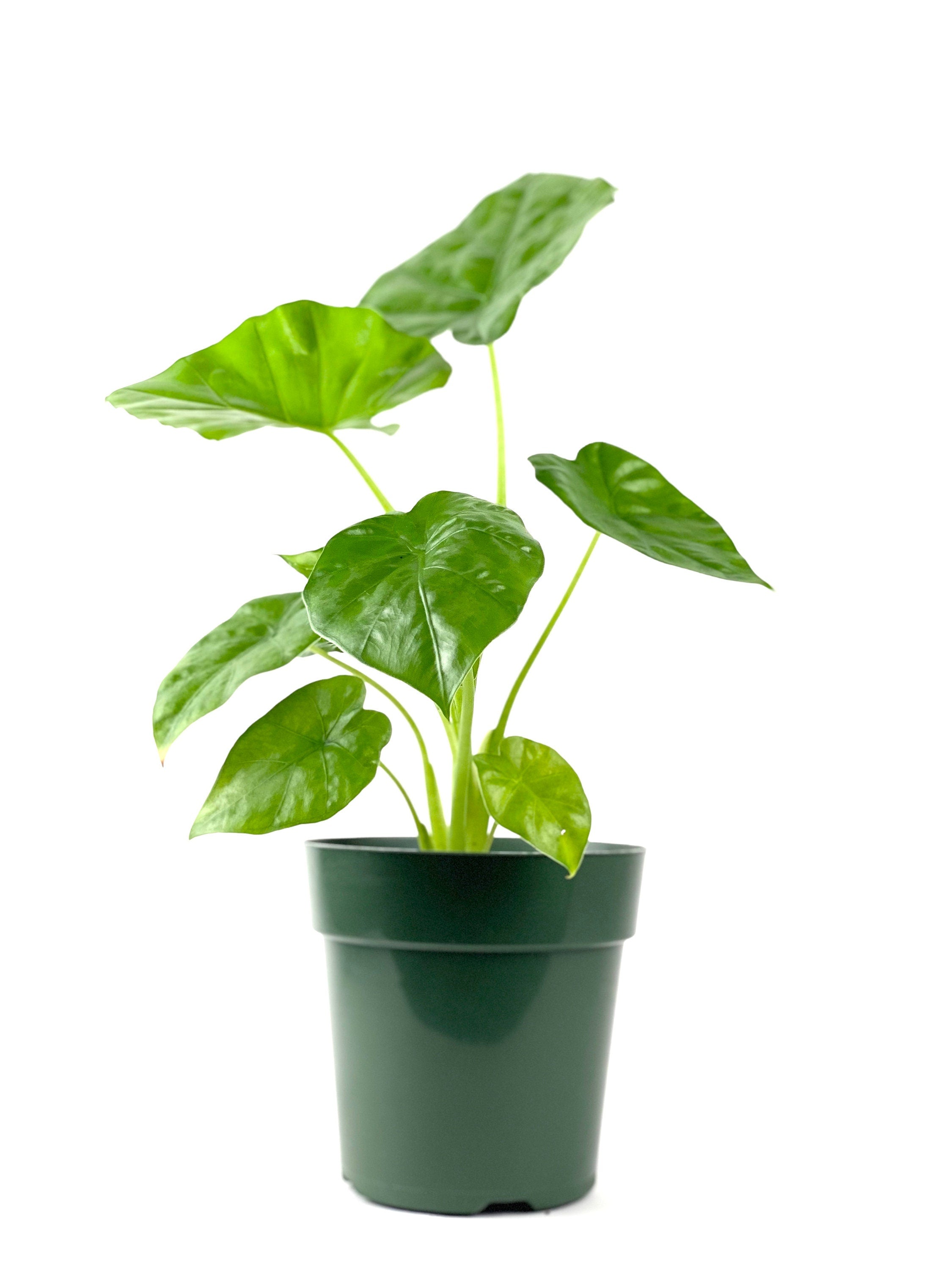 Alocasia Borneo Giant Elephant Ear | Eureka Farms