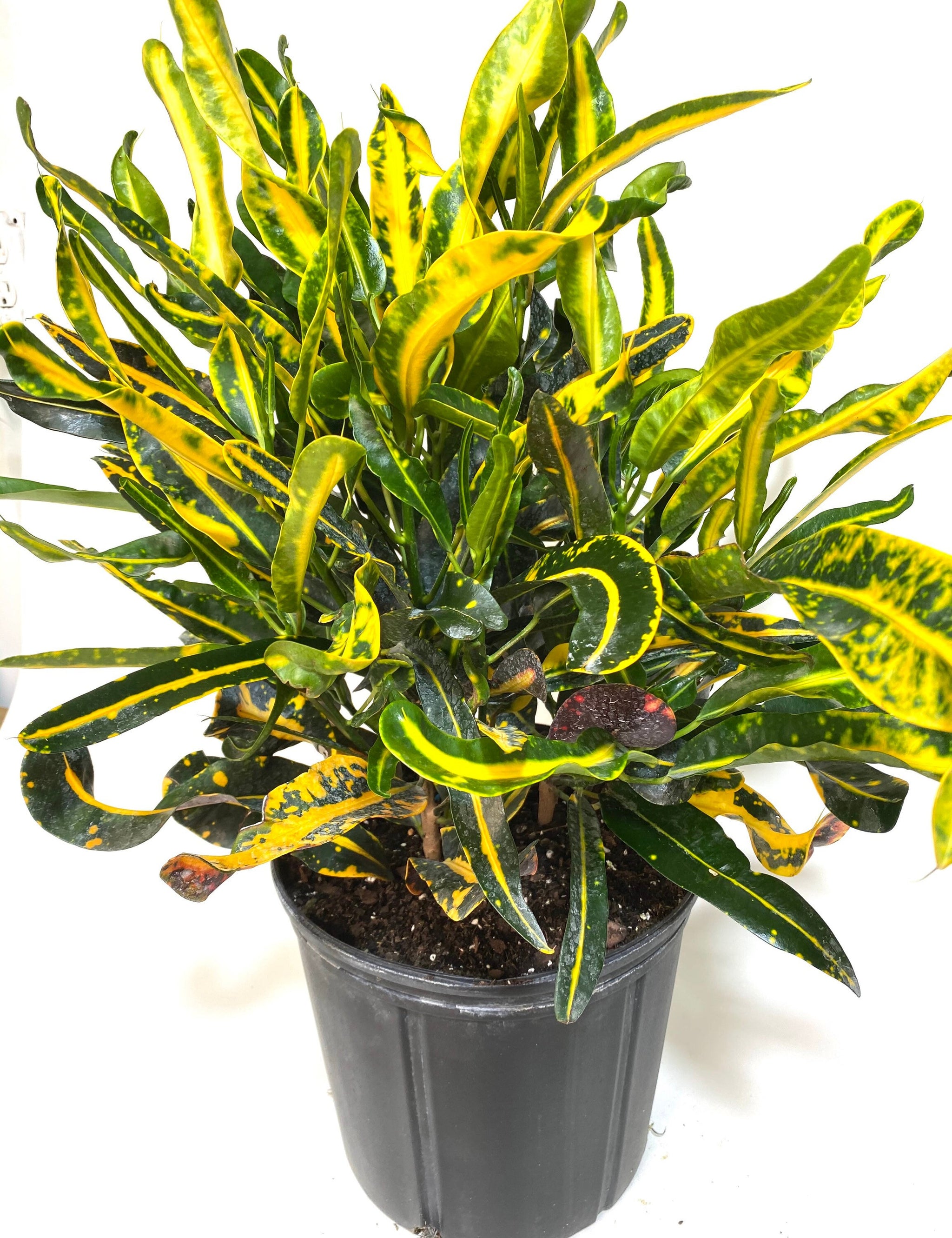 Croton Mammy Yellow, Mammey Live Tropical Plant Indoor or Outdoor ...