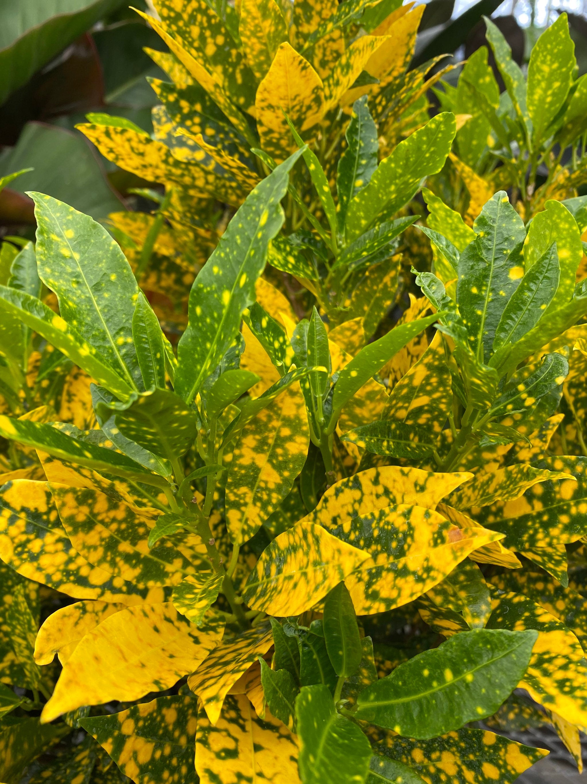 Croton Gold Dust, Live Tropical Plant indoor or Outdoor – Eureka Farms