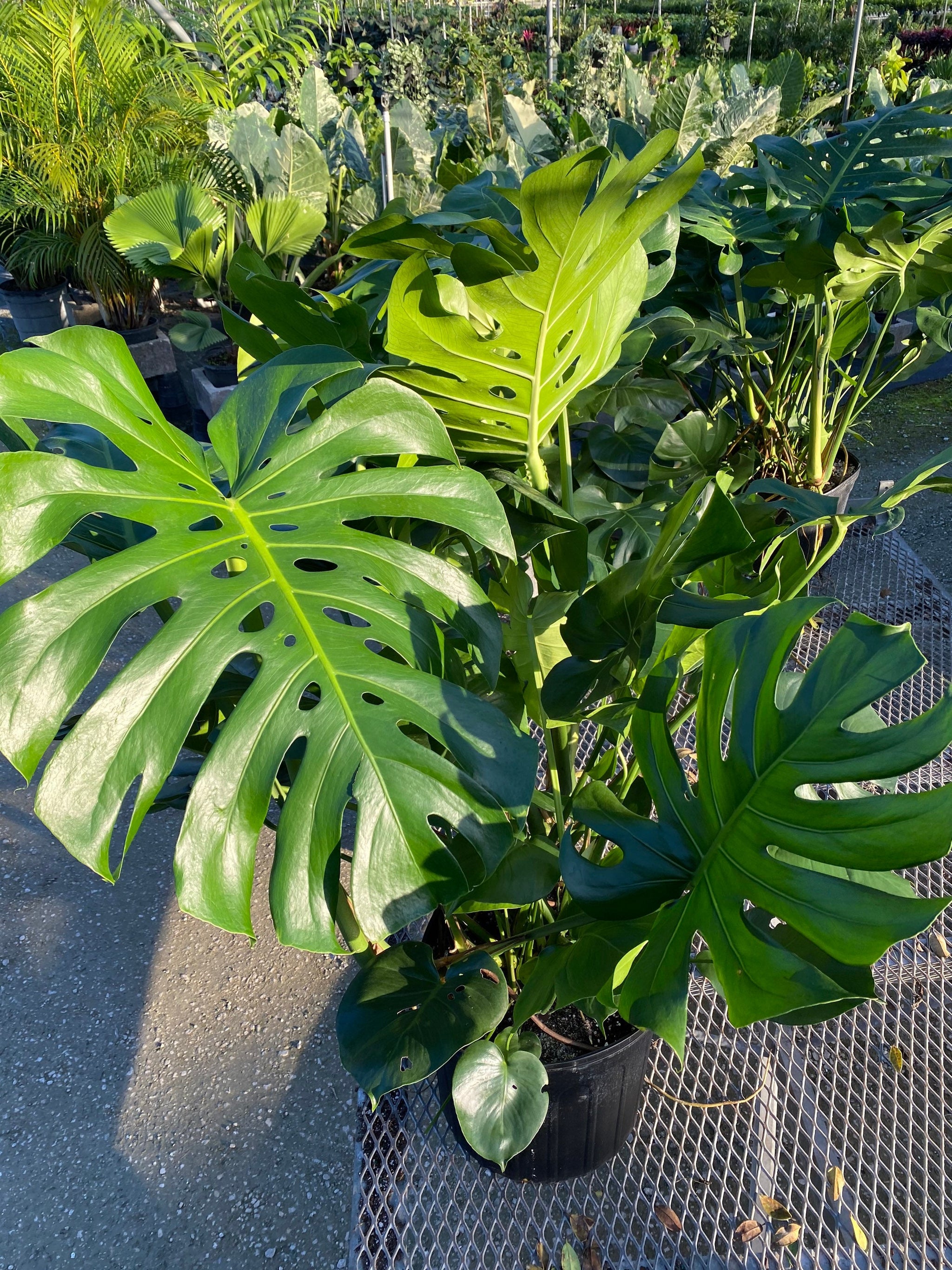 Monstera Deliciosa, Swiss Cheese – Eureka Farms