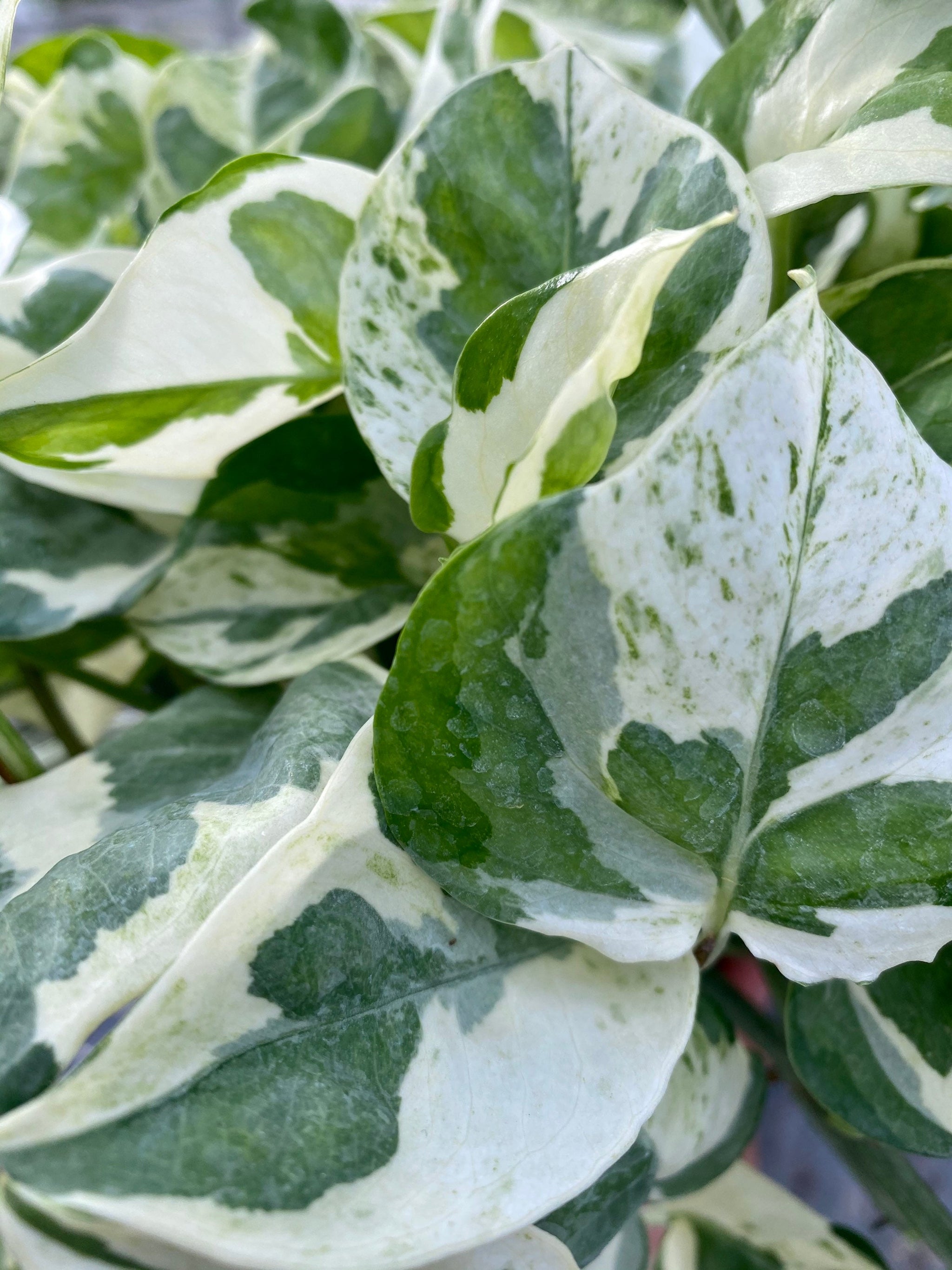 Pothos N'Joy, Pearls and Jade in Hanging Basket, Devil’s Ivy Variegate ...
