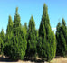 Buy Brodie Eastern Red Cedar Evergreen Tree | Eureka Farms