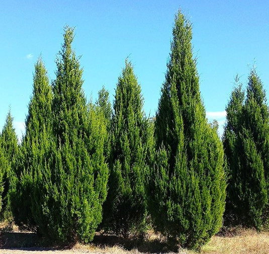 Brodie Southern Red Cedar Tree, Fast Growing Evergreen – Eureka Farms