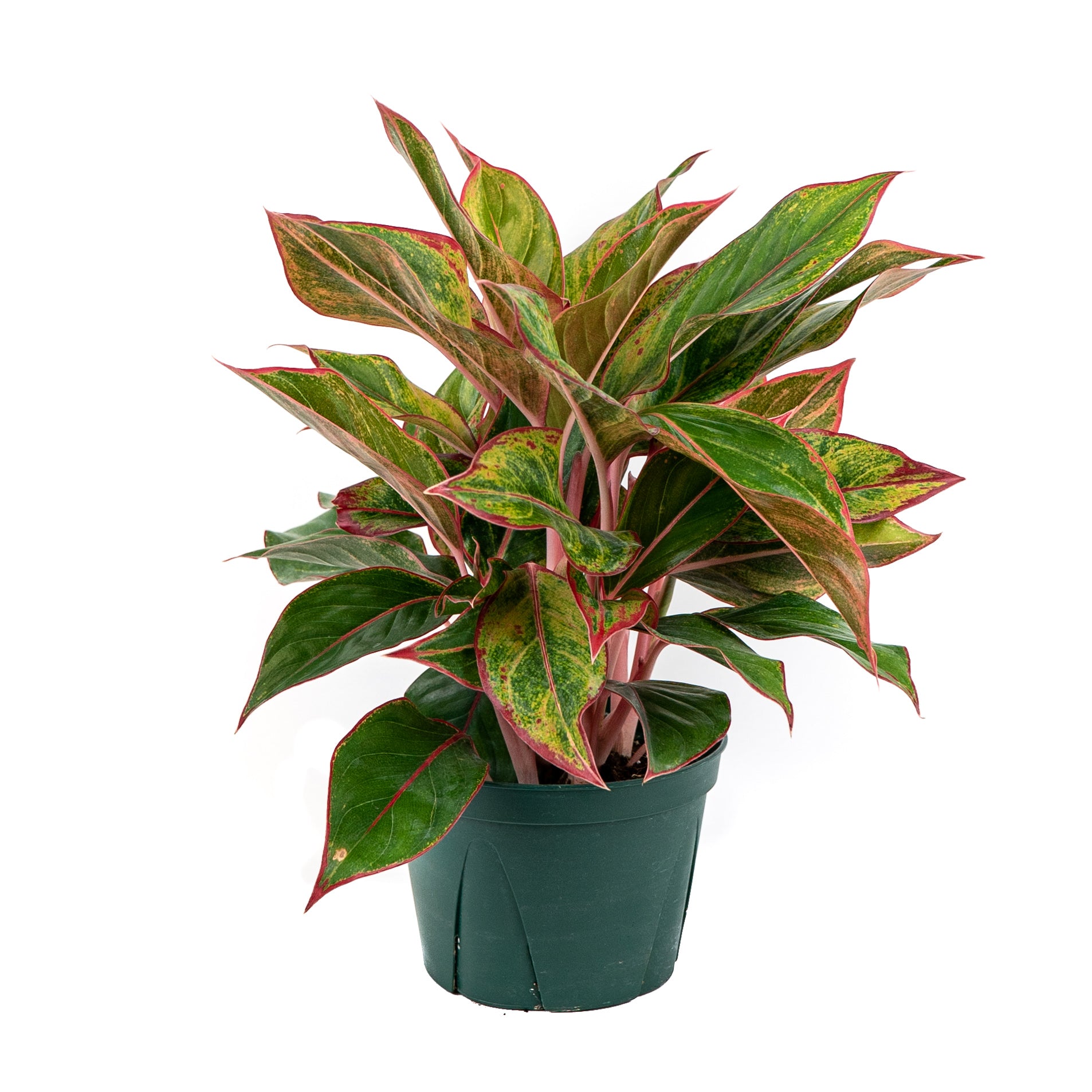 Buy Aglaonema Siam Red Aurora | Eureka Farms