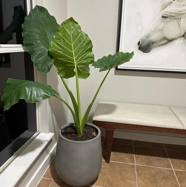 Alocasia Borneo Giant Elephant Ear | Eureka Farms