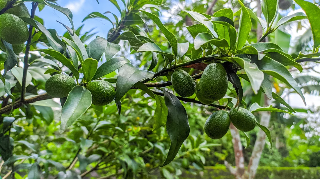 Monroe Avocado Fruit Tree, Cold Hardy Persea Americana – Eureka Farms
