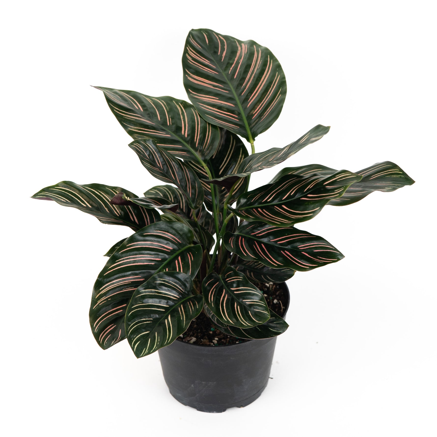 Calathea Pink Stripes Ornata Prayer Plants | Eureka Farms