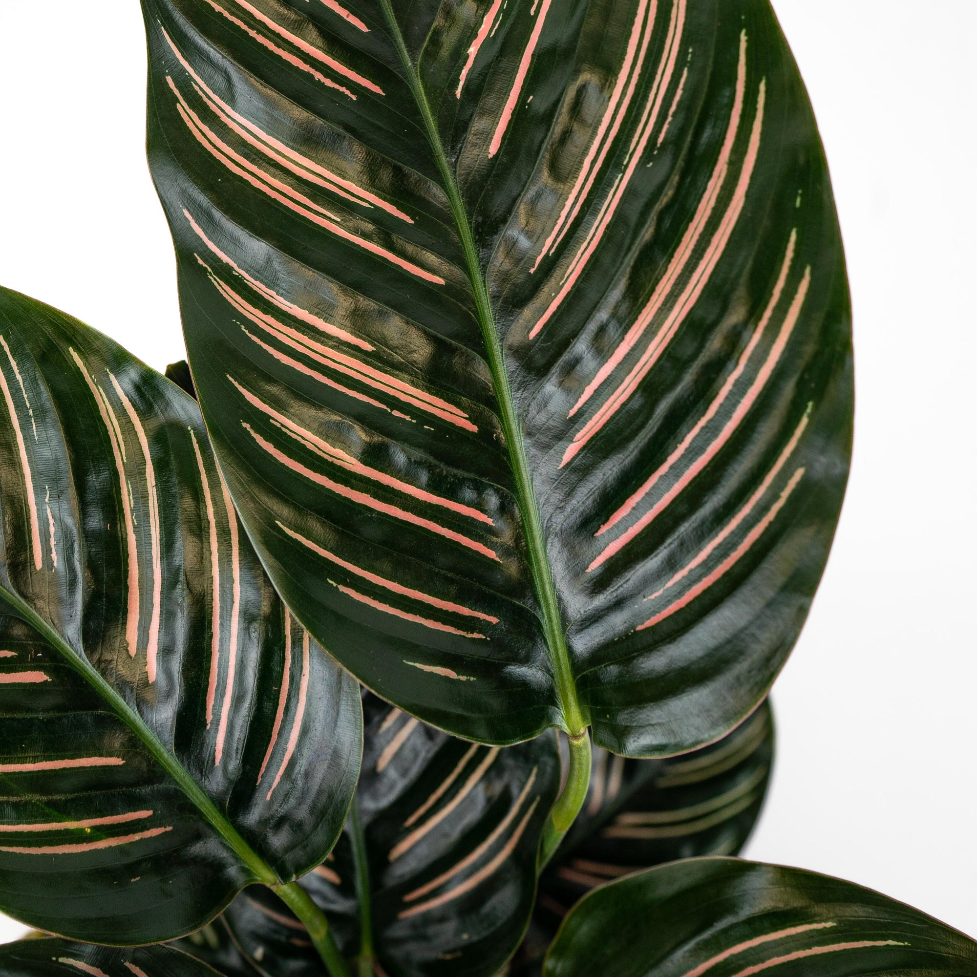Calathea Pink Stripes Ornata Prayer Plants | Eureka Farms