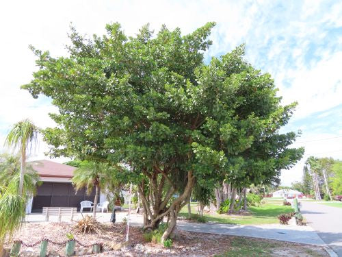 Clusia Rosea Pitch Apple Tree Form | Eureka Farms