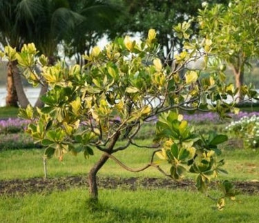 Clusia Guttifera Tree Form Variegated | Eureka Farms