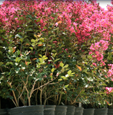 Buy Crape Myrtle Tuscarora Tree Bright Pink | Eureka Farms