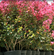 Buy Crape Myrtle Tuscarora Tree Bright Pink | Eureka Farms