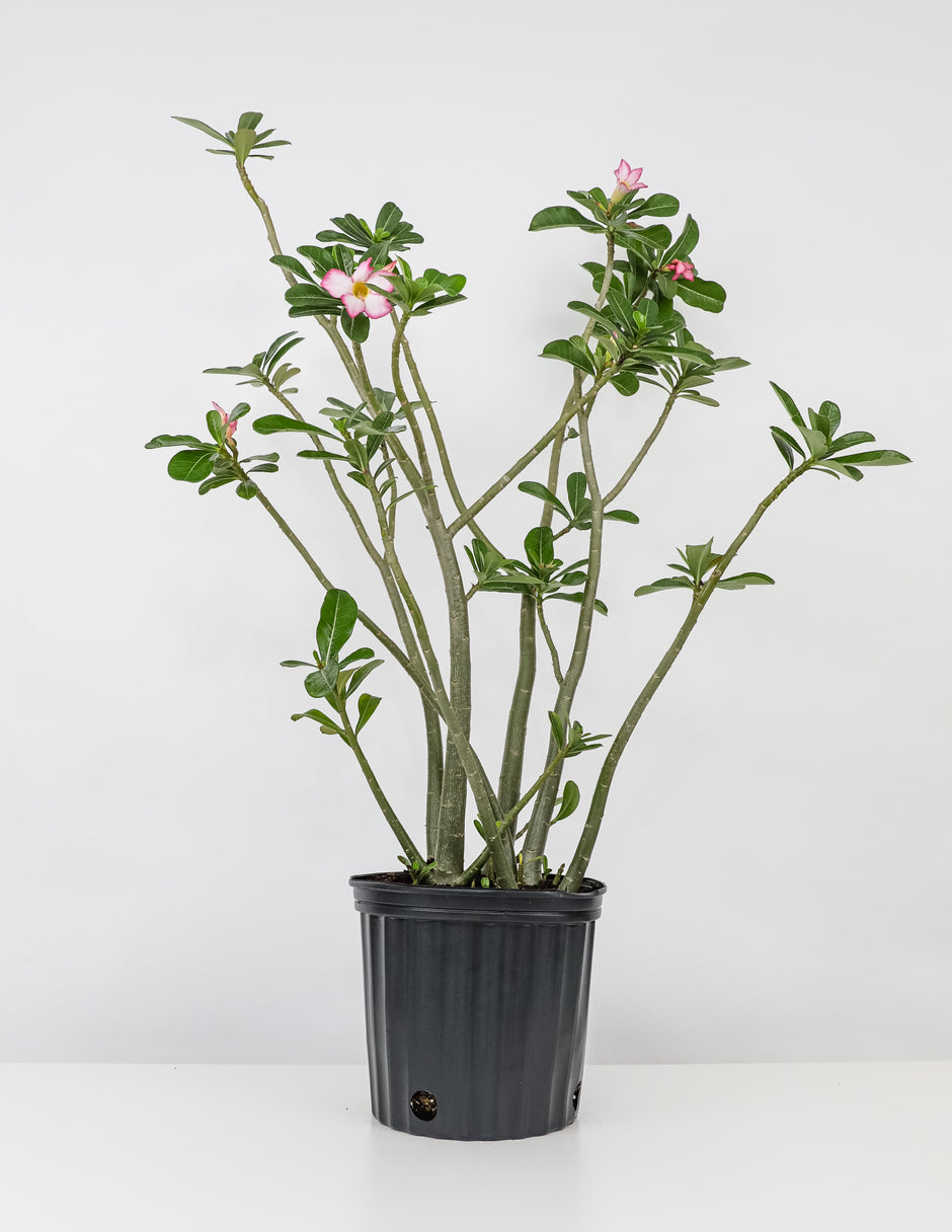 Buy the Collection of Desert Rose Plants | Eureka Farms