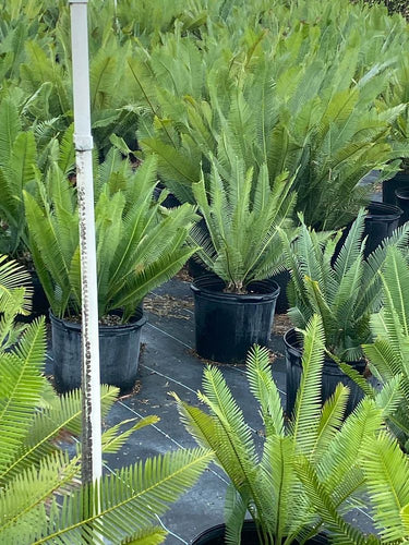 Explore Dioon Edule Mexican Fern Palm | Eureka Farms