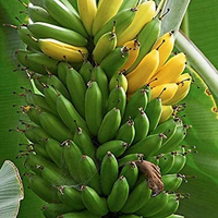 Grand Nain Musa Banana Fruit Tree – Eureka Farms