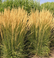 Feather Reed Grass, Karl Foerster | Buy 9pcs Save More – Eureka Farms