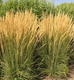 Feather Reed Grass, Karl Foerster | Buy 9pcs Save More – Eureka Farms