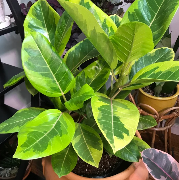 Explore Our Ficus Altissima Bush | Eureka Farms