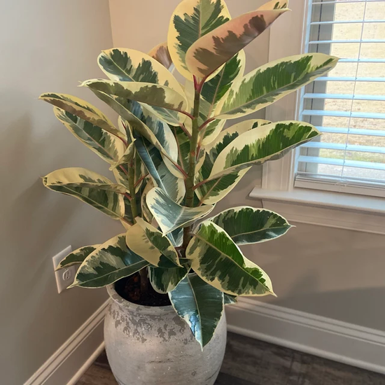 Ficus Tineke Bush Form, Variegated Elastica Rubber Tree Decora – Eureka ...