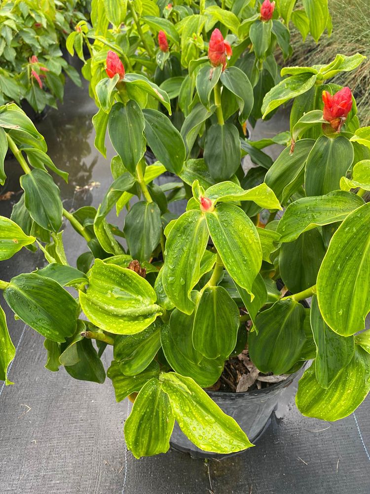 Red Button Ginger, Costus Woodsonii | Eureka Farms