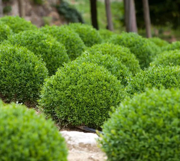 Buy Green Mountain American Boxwood | Eureka Farms