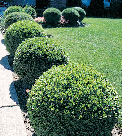 Buy Green Mountain American Boxwood | Eureka Farms