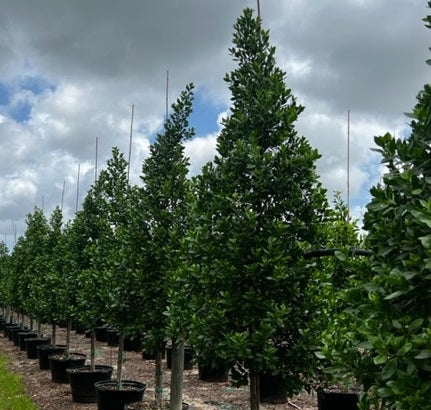 Buy Green Buttonwood, Conocarpus Erectus | Eureka Farms